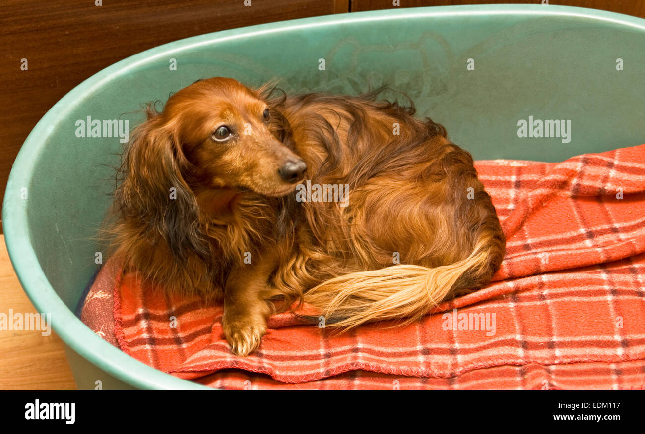 Little brown dachshund (badger-dog) laying in basket Stock Photo - Alamy