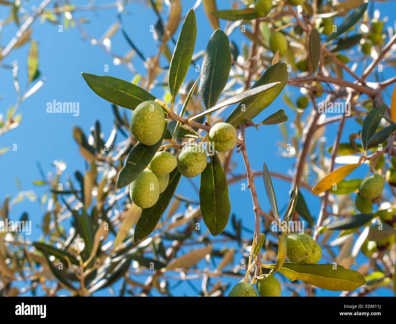closeup of olives and leaves on a olive tree with background of blue ...