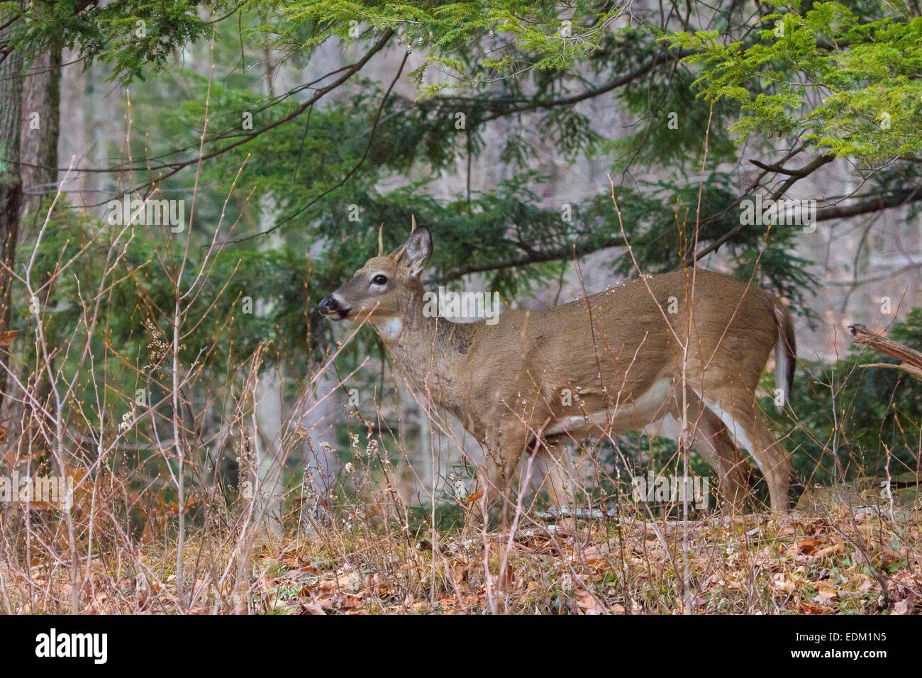 A small spike buck in an eastern woodlot Stock Photo - Alamy