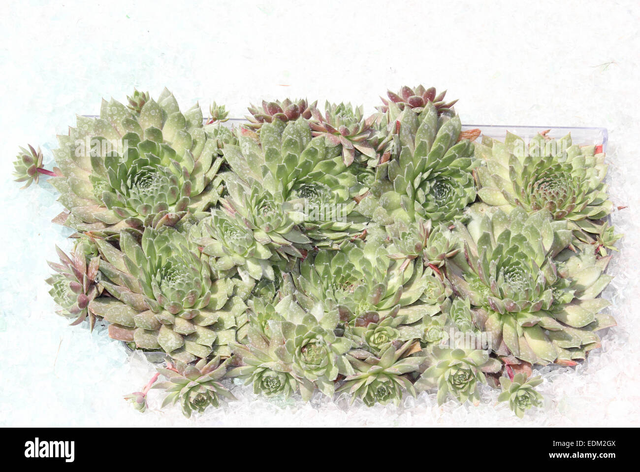 Ice cactus hi-res stock photography and images - Alamy