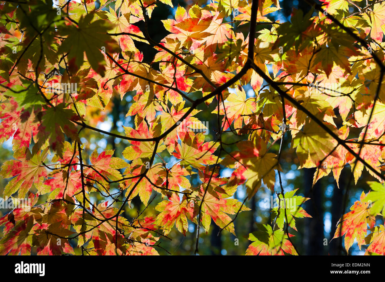 Rogow hi-res stock photography and images - Alamy