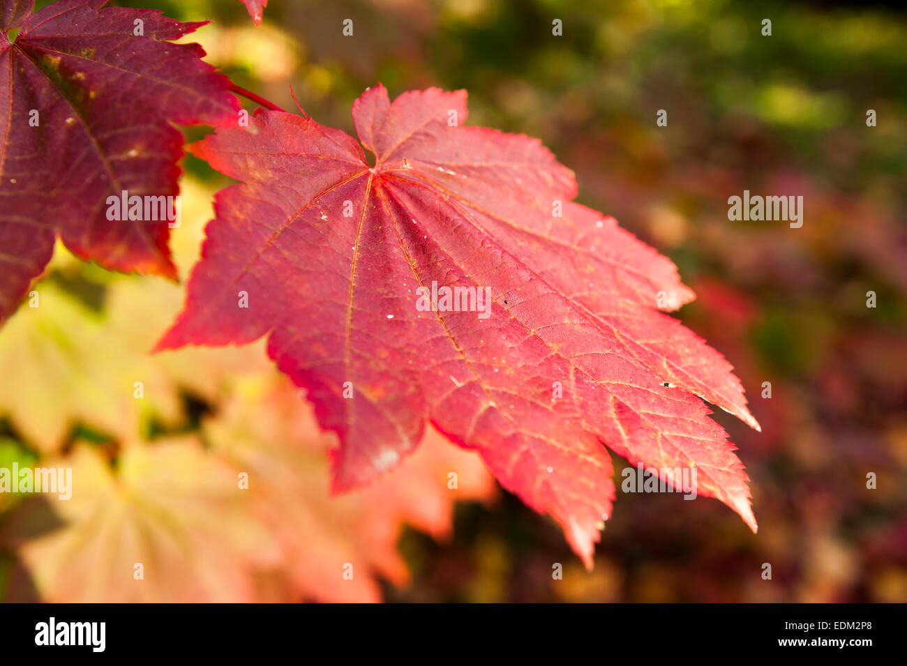 Rogow hi-res stock photography and images - Alamy