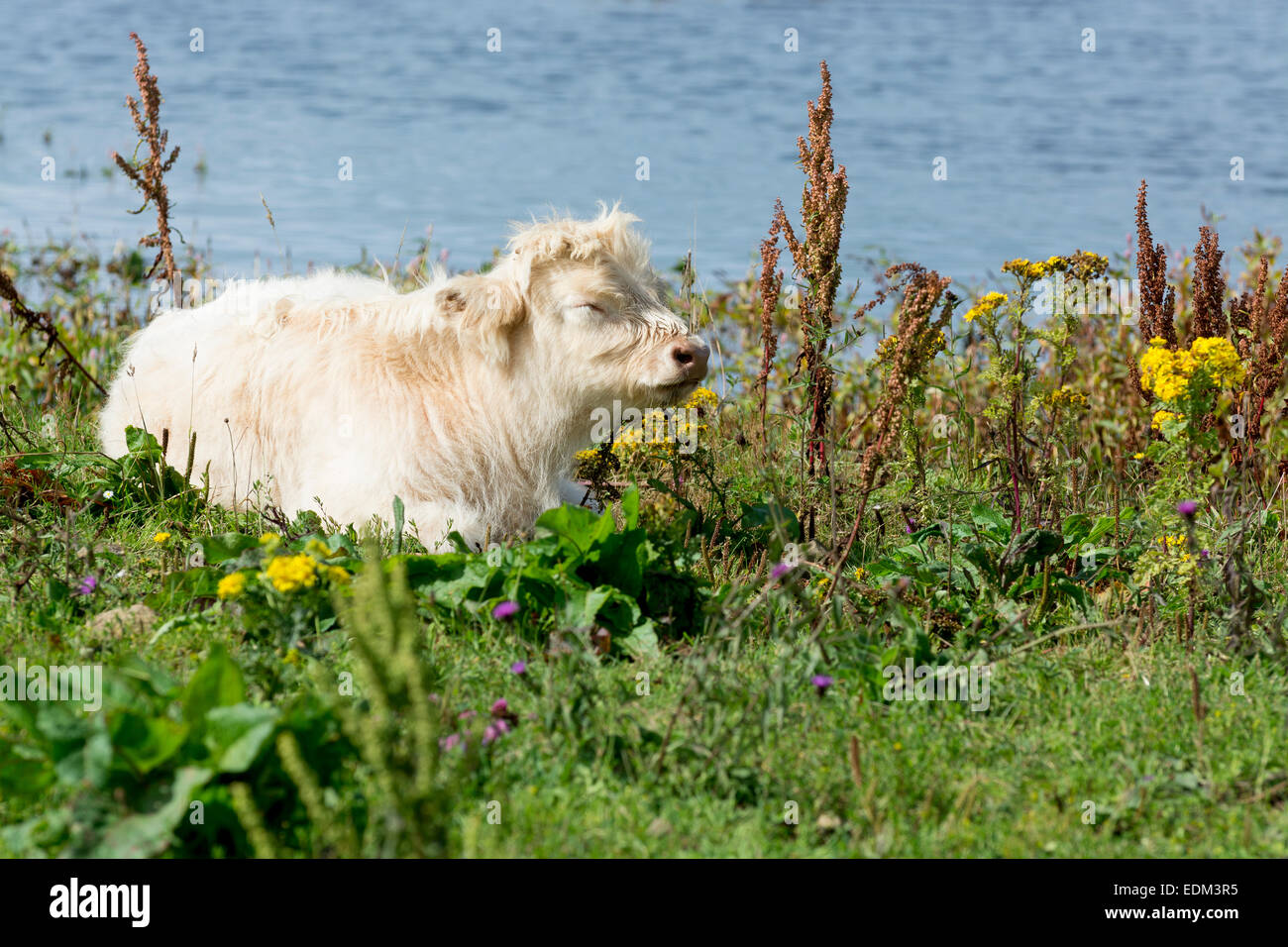 Highland Cattle Calf Stock Photos & Highland Cattle Calf Stock Images ...