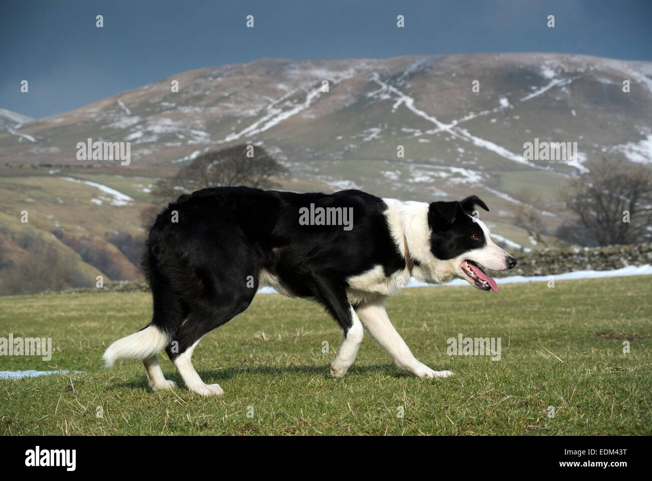 Border collie sheepdog working sheep in upland pastures in winter ...