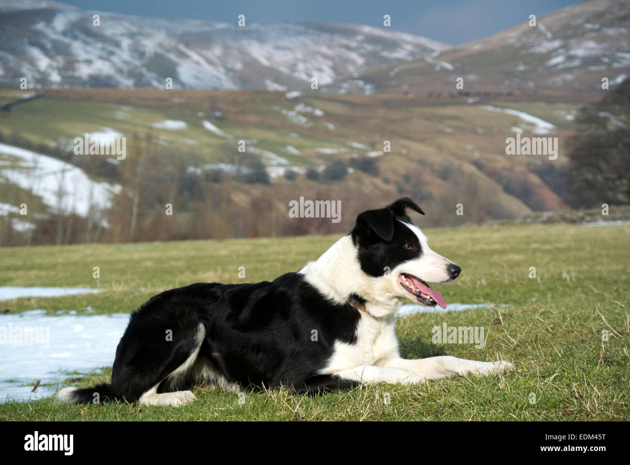 Border collie sheepdog working sheep in upland pastures in winter ...