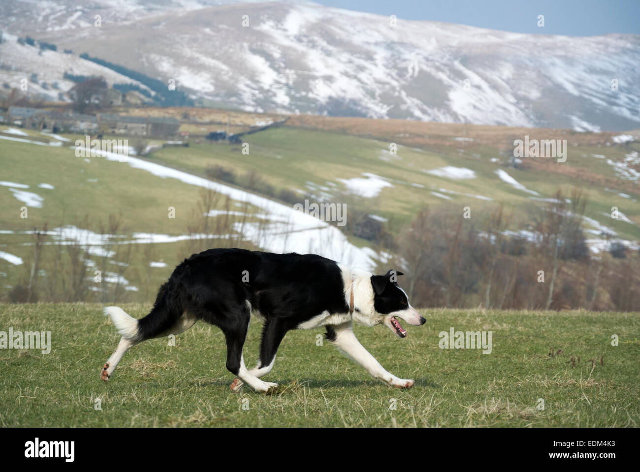 Border collie sheepdog working sheep in upland pastures in winter ...