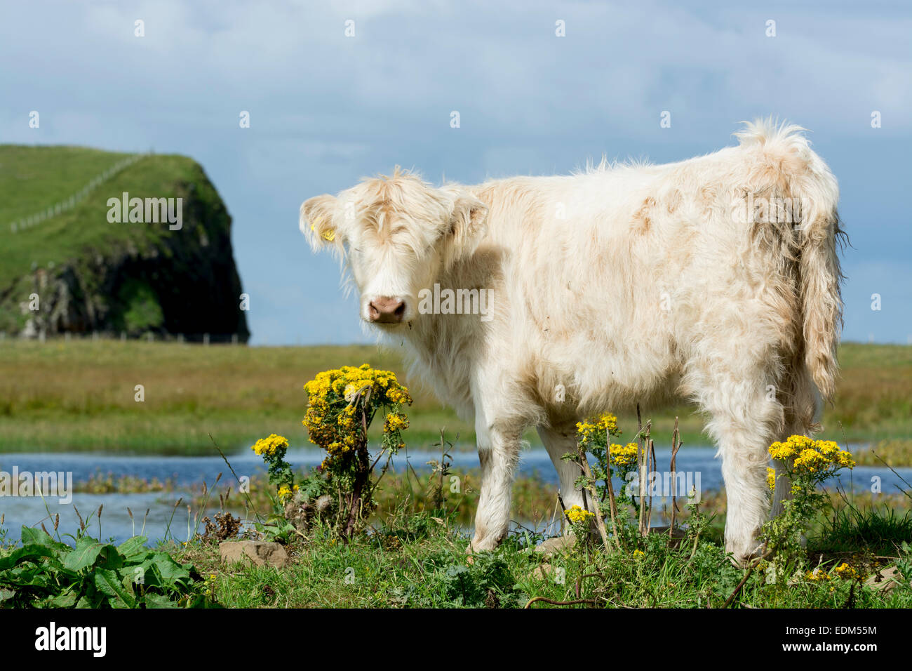 white highland cattle / calf Stock Photo - Alamy