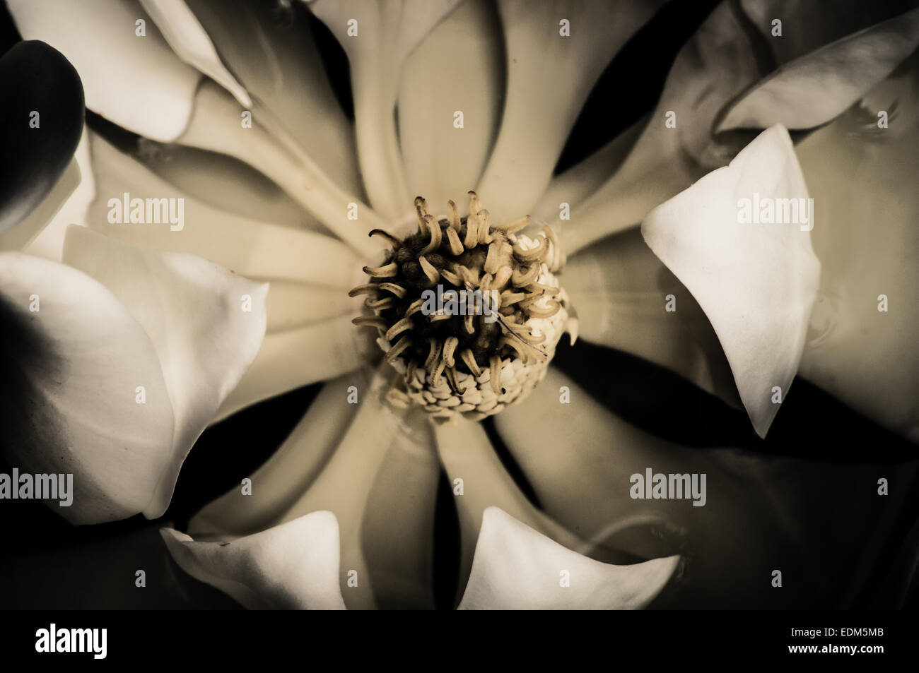 Close up photograph of a Magnolia flower floating on water Stock Photo ...