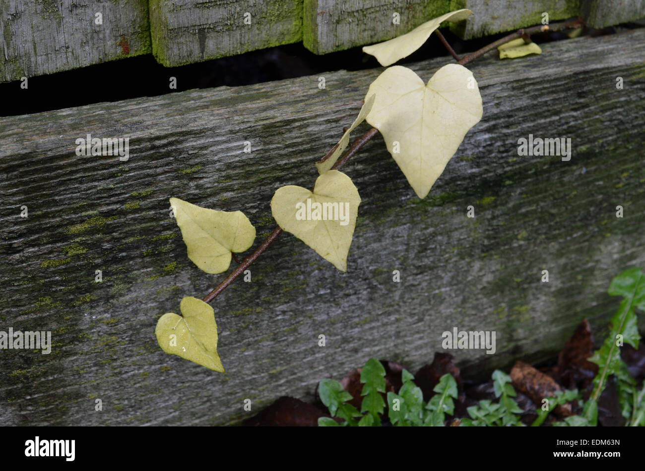 Heart-shaped Ivy Leaves Stock Photo - Alamy