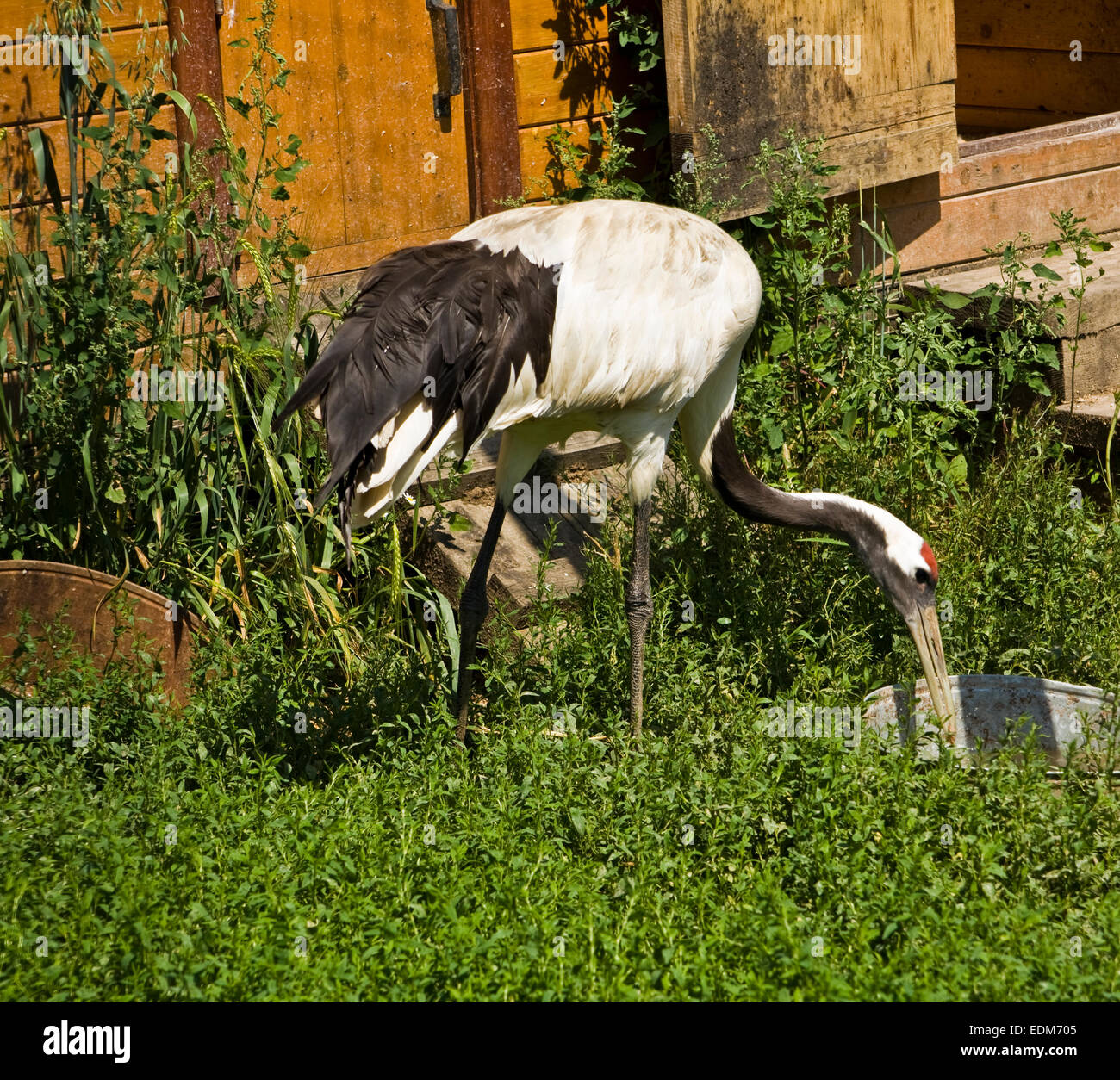 Japanese (Manchurian) crane (Crus Japonensis), drinking water from pot ...