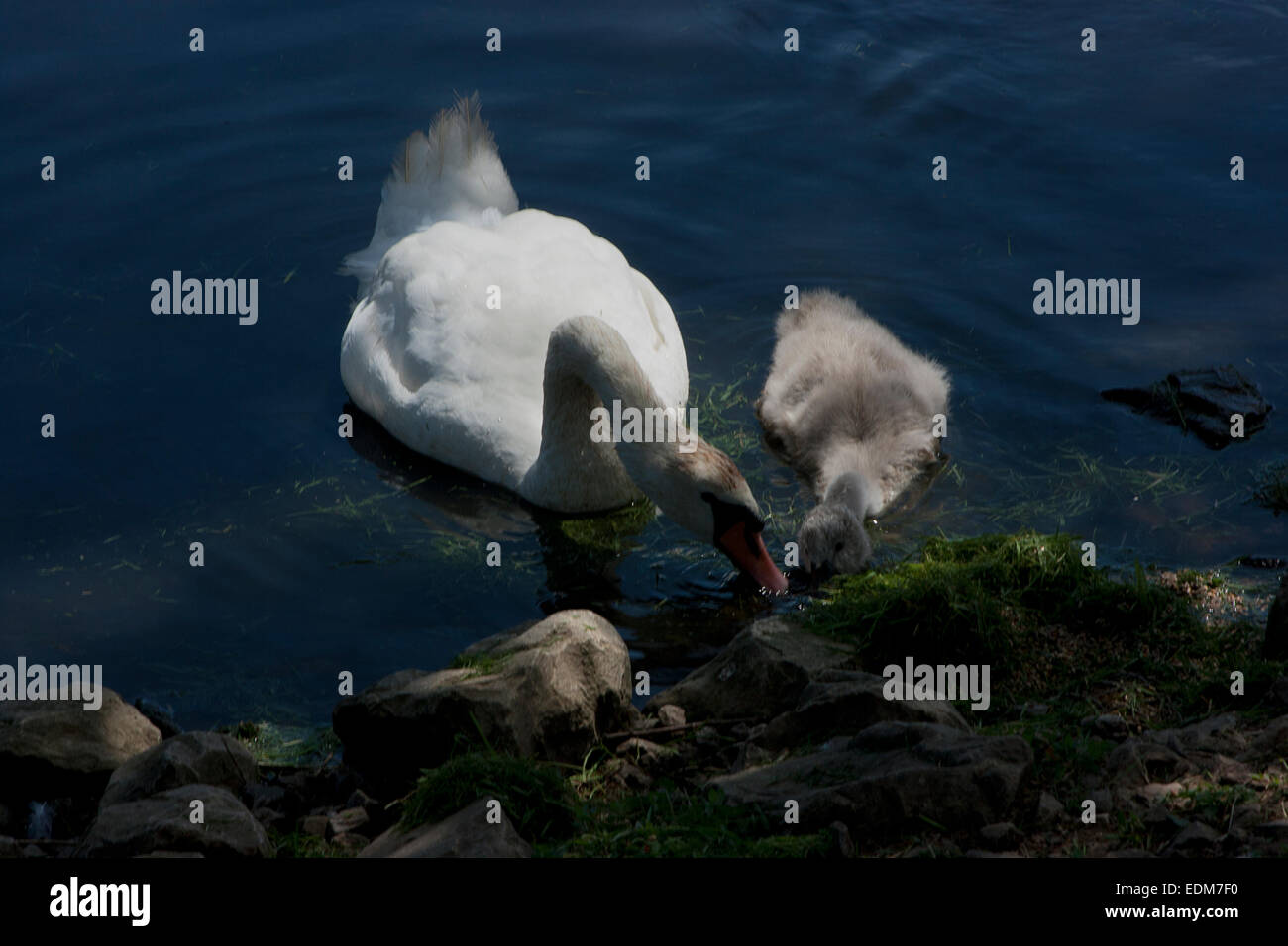 Cygnet Feeding High Resolution Stock Photography and Images - Alamy