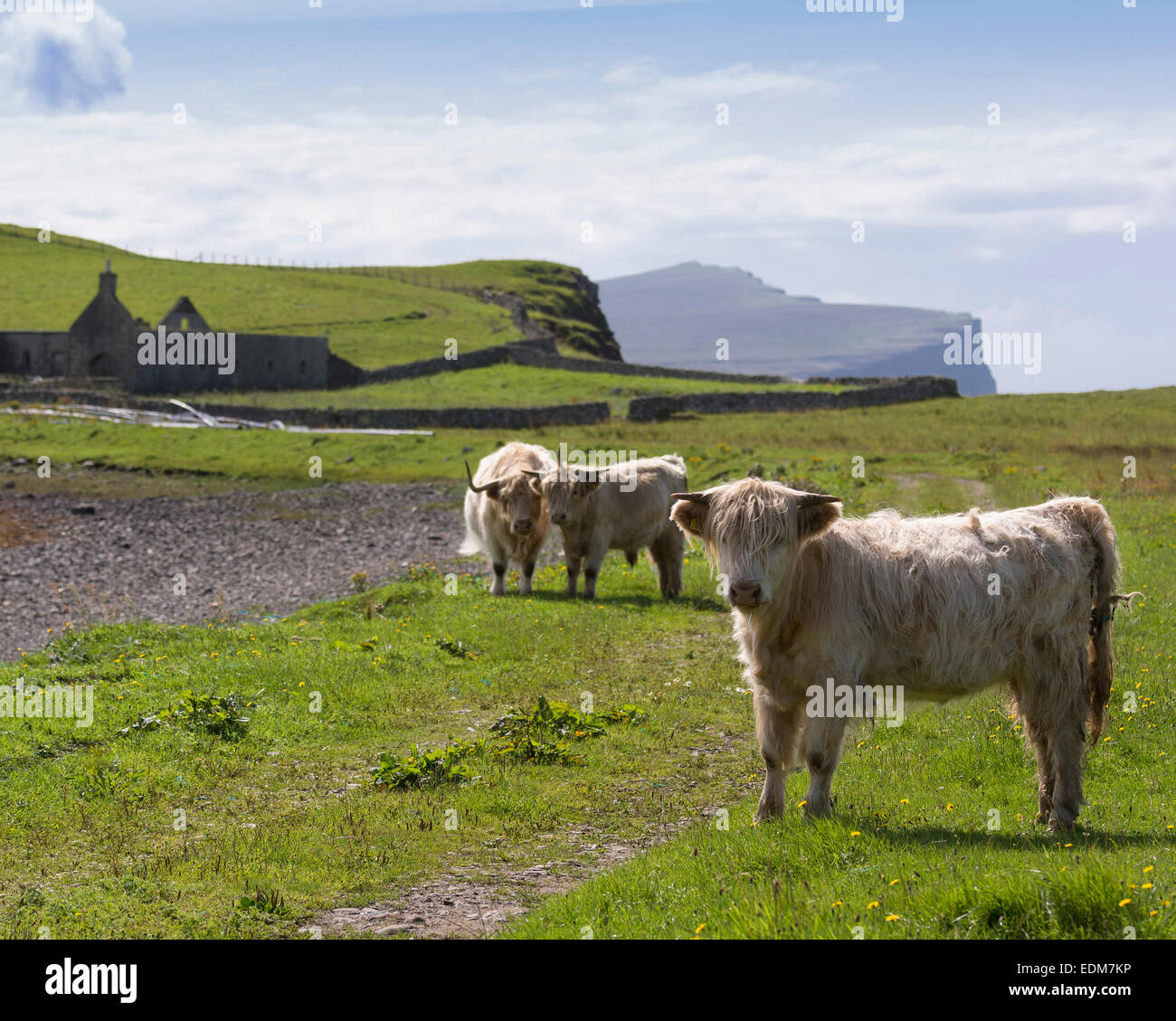 white highland cattle calf Stock Photo - Alamy
