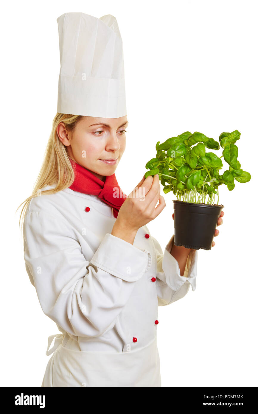Female chef cook checking fresh pot of basil herbs for quality and ...