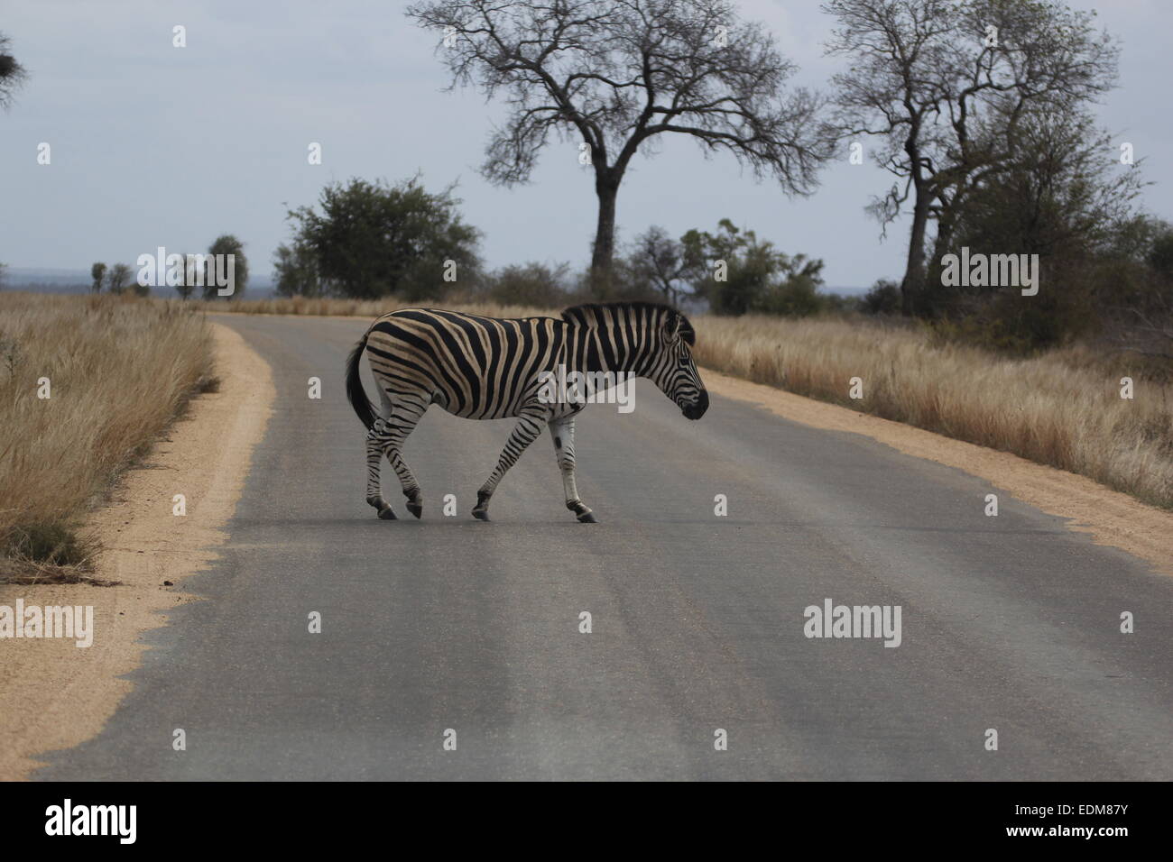 Zebra crossing africa hi-res stock photography and images - Alamy