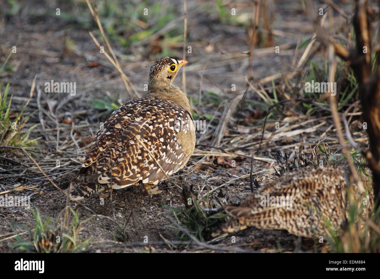 Guinnie hi-res stock photography and images - Alamy