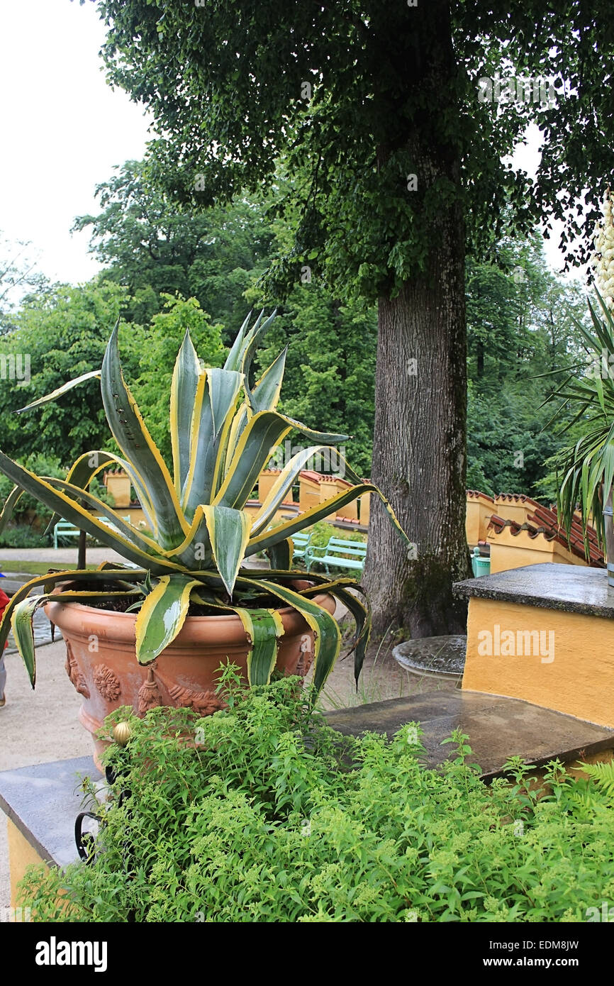 Potted agave hi-res stock photography and images - Alamy