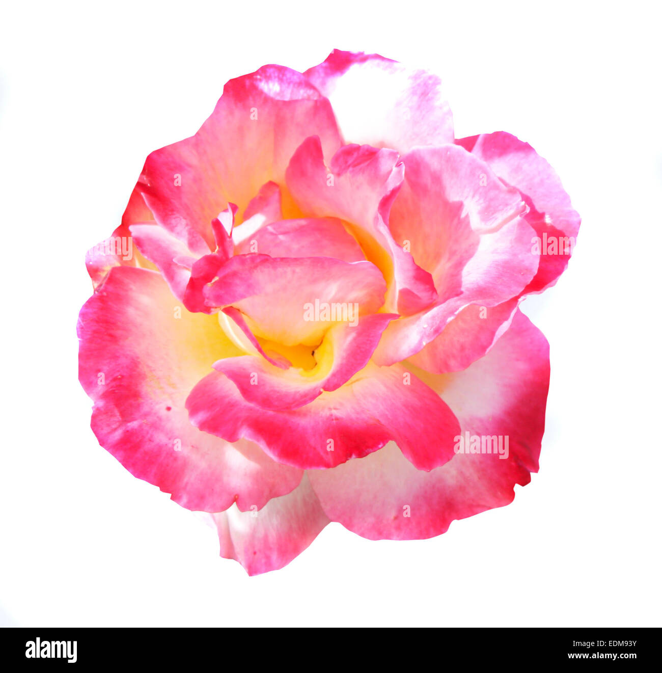 One pink rose isolated on white background Stock Photo - Alamy