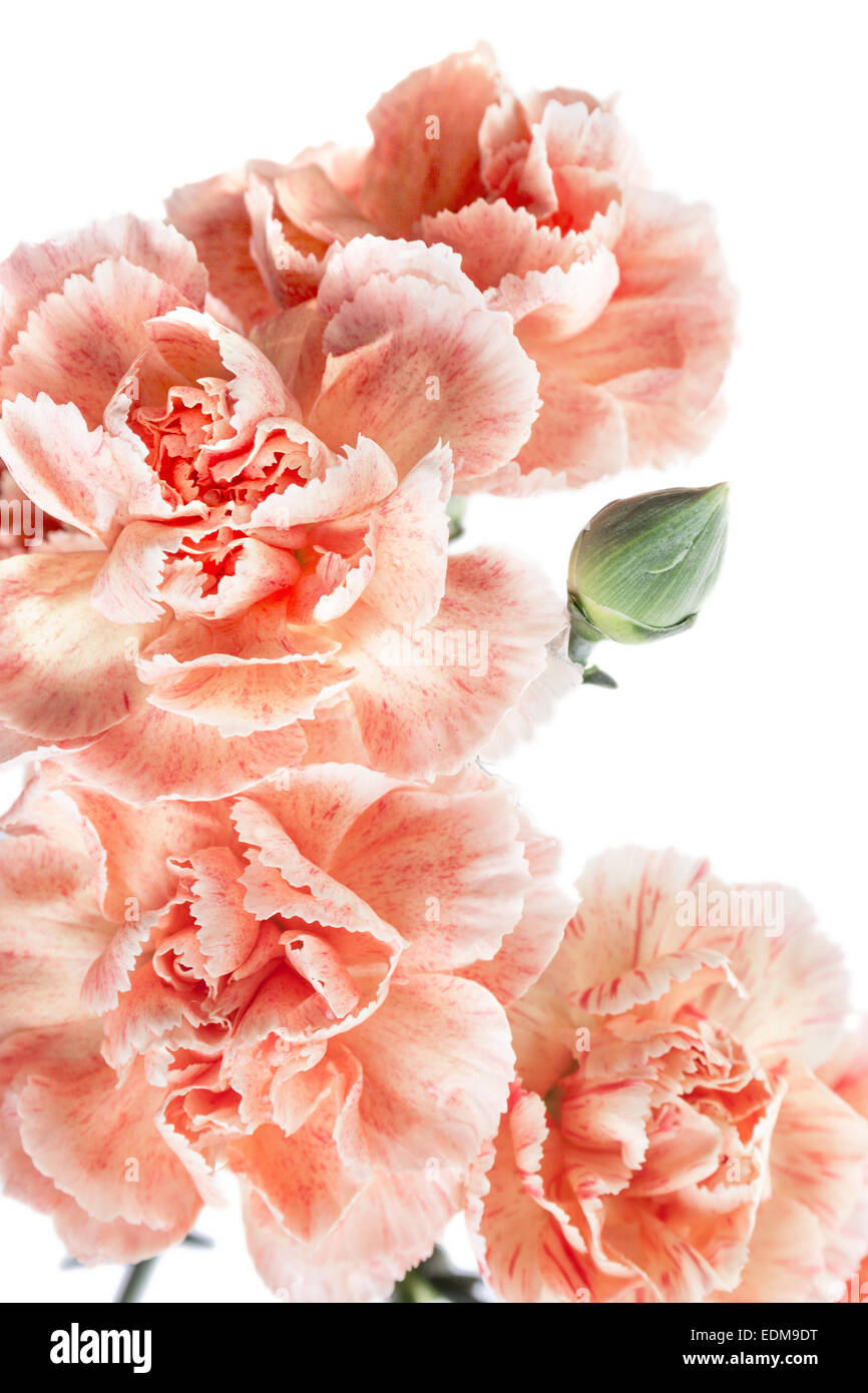 Clove. Beautiful flower on light background Stock Photo - Alamy