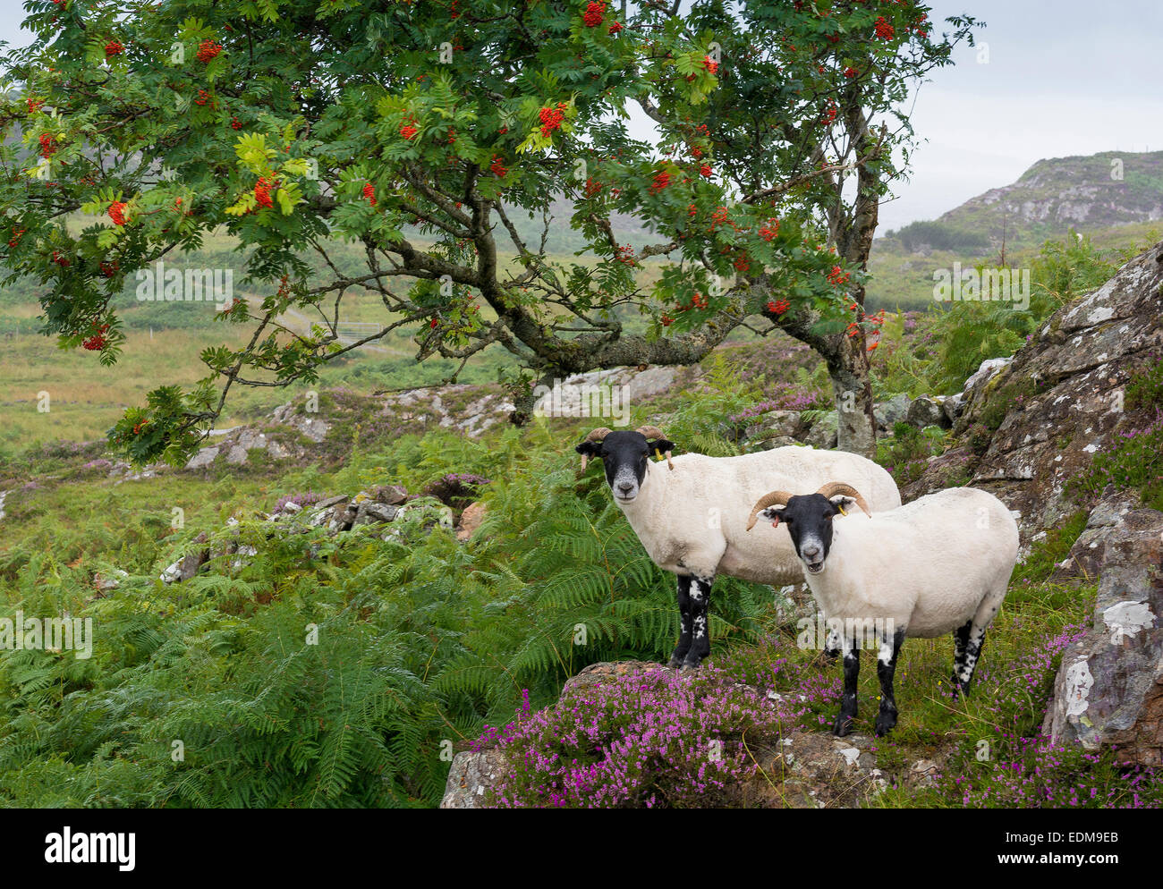 two blackface sheep dyke and rowan skye Stock Photo - Alamy