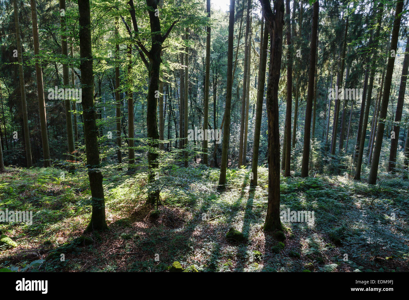 Woods near Consdorf, Mullerthal, Luxembourg Stock Photo - Alamy