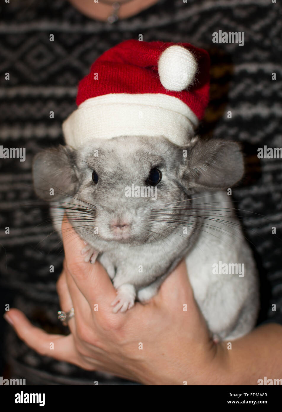 Chinchilla At Christmas With Santa Hat Stock Photo - Alamy