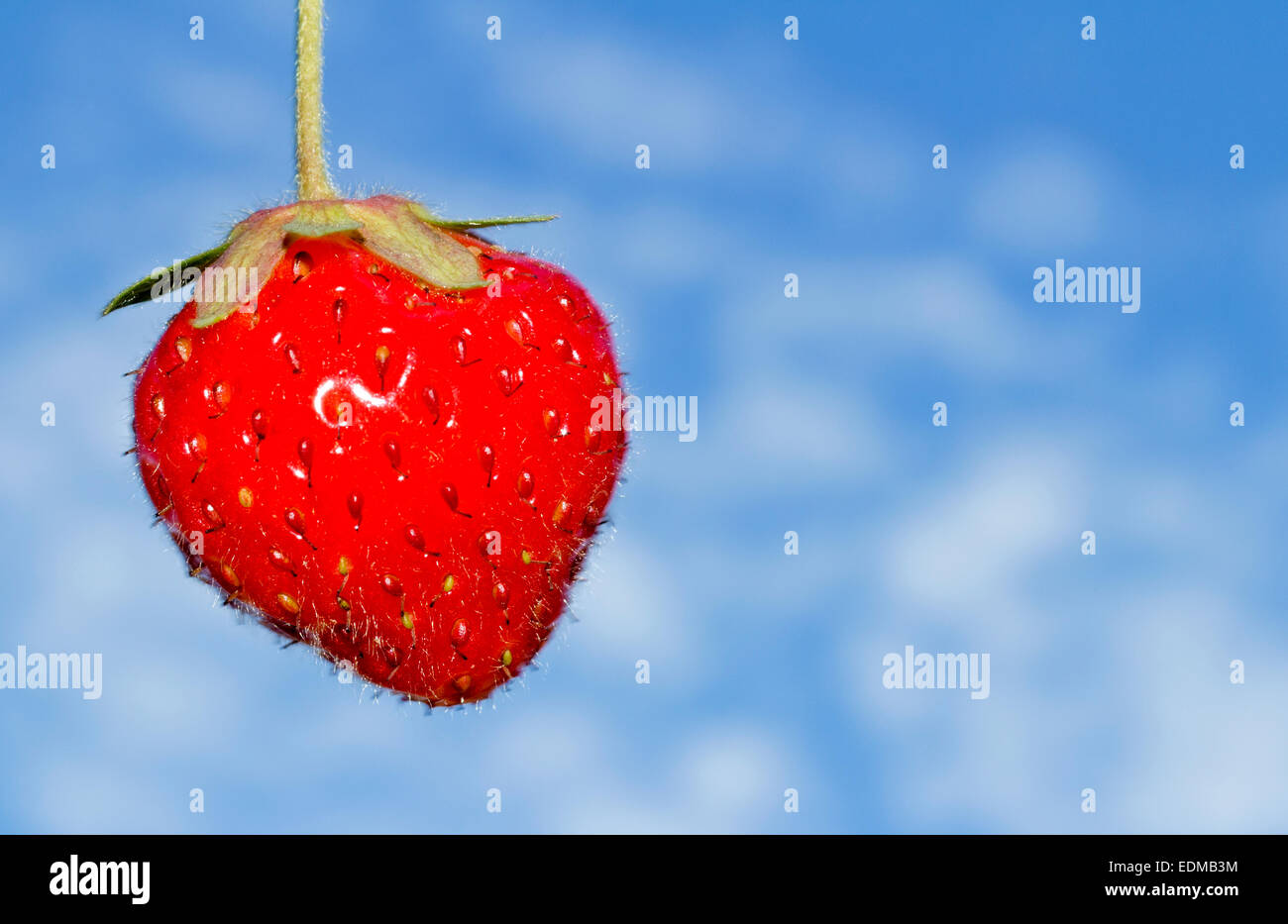 Blue sky fruit hi-res stock photography and images - Alamy