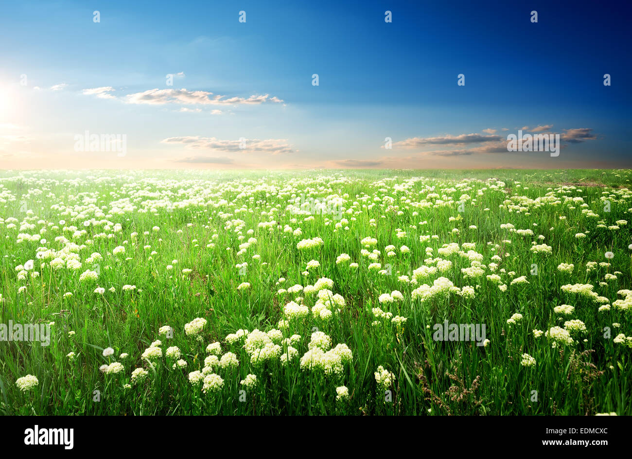Grassy Field With Flowers