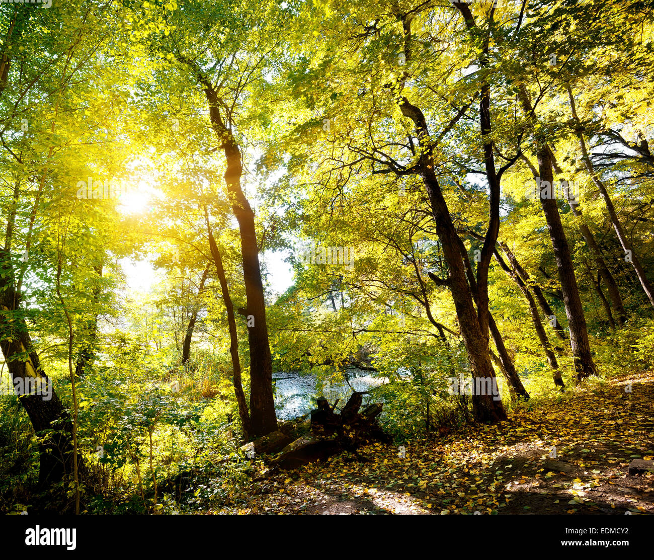 Slope forest hi-res stock photography and images - Alamy