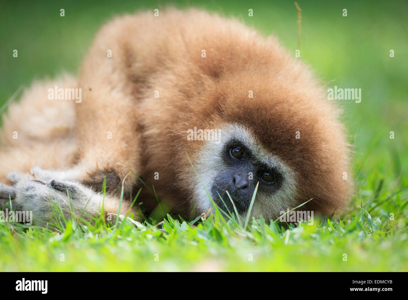 Female White-handed Gibbon (Hylobates lar) resting. Rehabilitated and ...