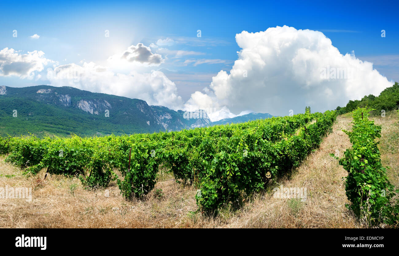 Young grapevine in spring hi-res stock photography and images - Alamy