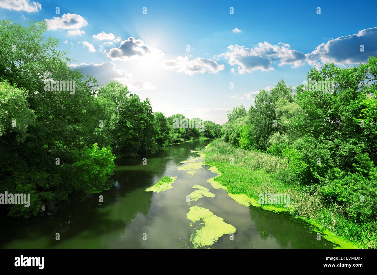 Beautiful forest on river hi-res stock photography and images - Alamy