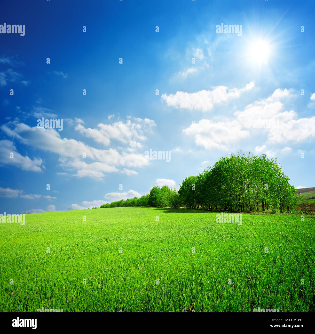Green field trees hi-res stock photography and images - Alamy