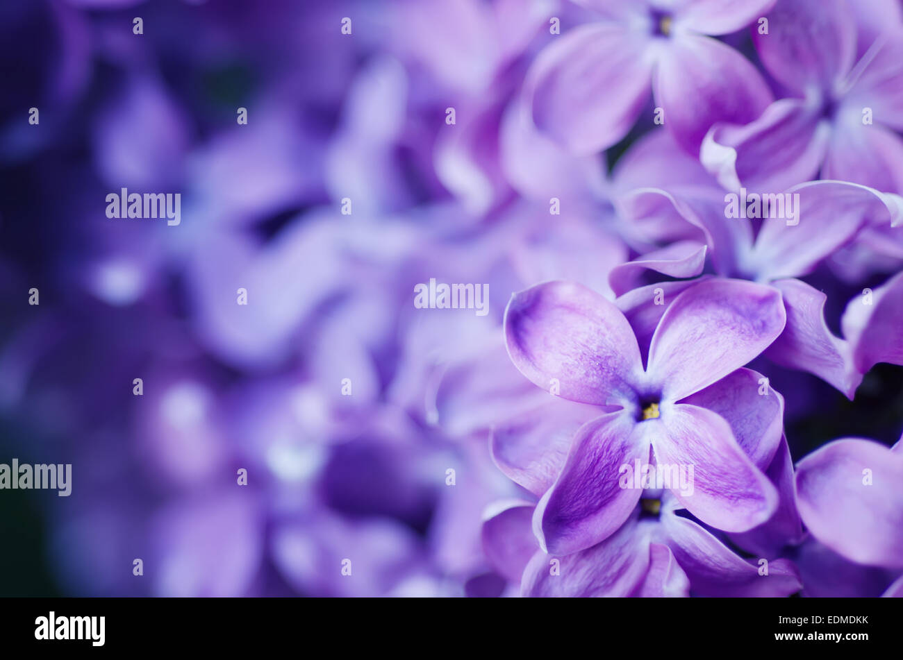 Lilac flowers background Stock Photo - Alamy