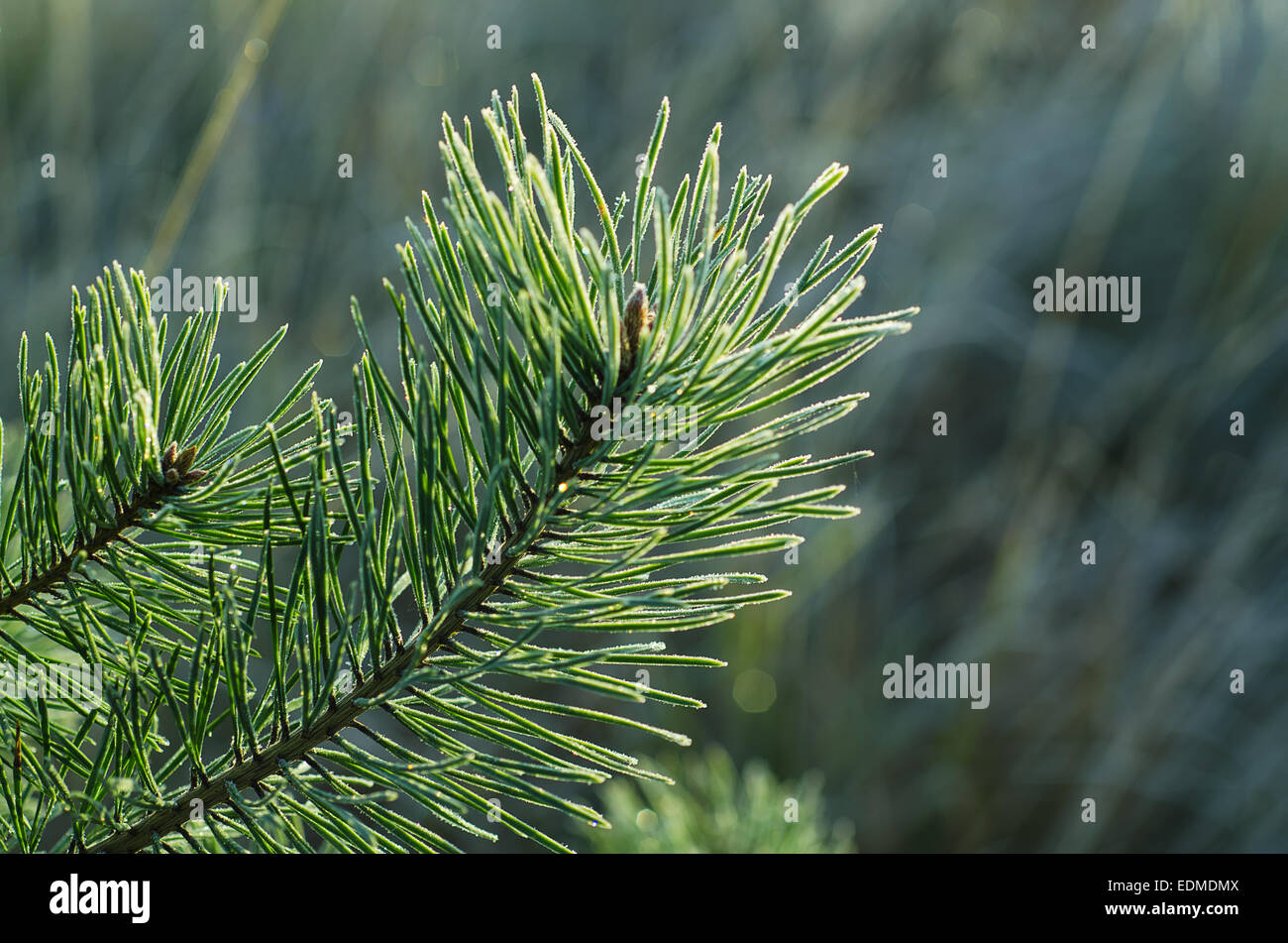 Pine iced tree Stock Photo - Alamy