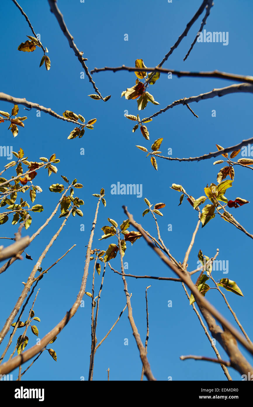 Looking up through branches of a young apple tree, to the clear blue ...