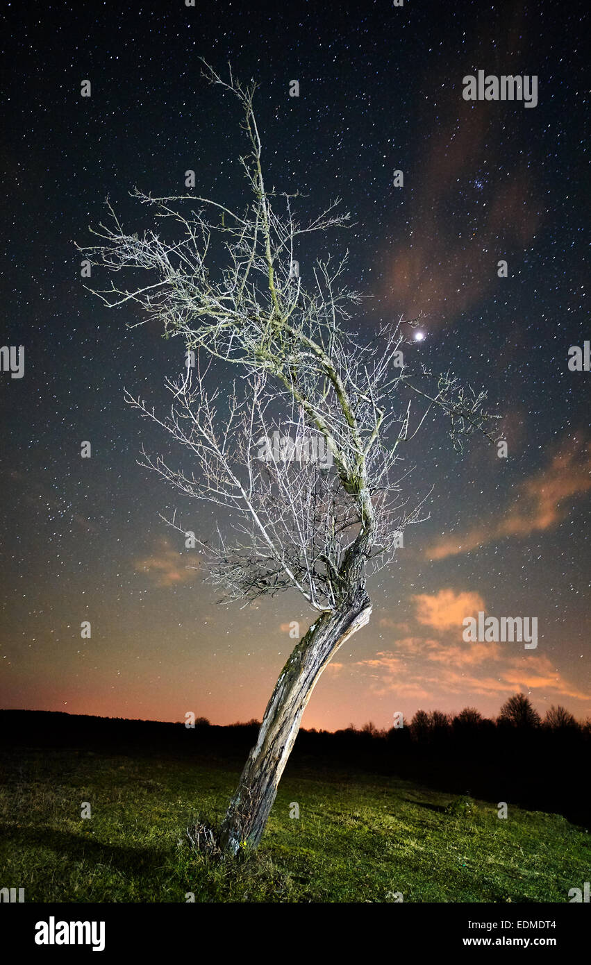 Night landscape with a lone tree on a meadow Stock Photo - Alamy