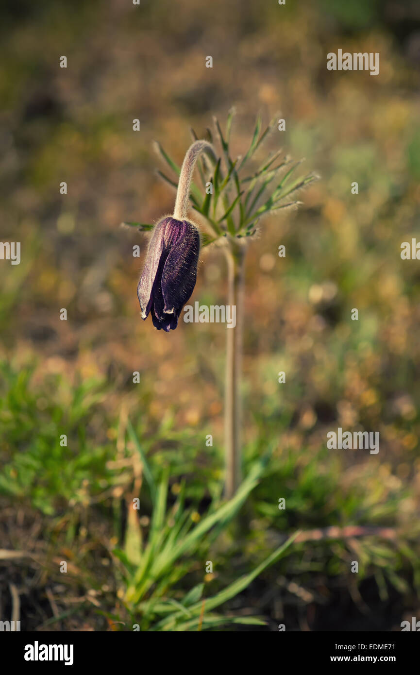 Pasque-flower in nature Stock Photo - Alamy