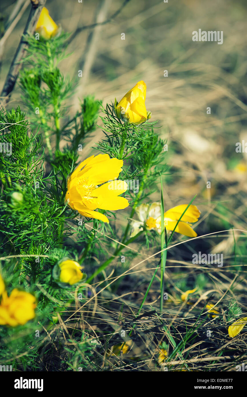 Yellow adonis flower in nature Stock Photo - Alamy