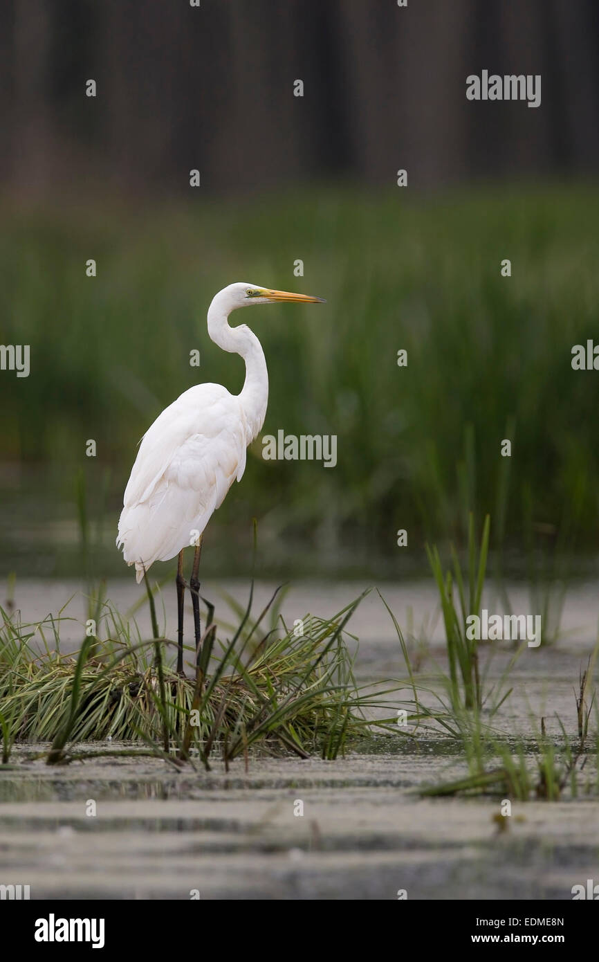 White egret birds hi-res stock photography and images - Alamy