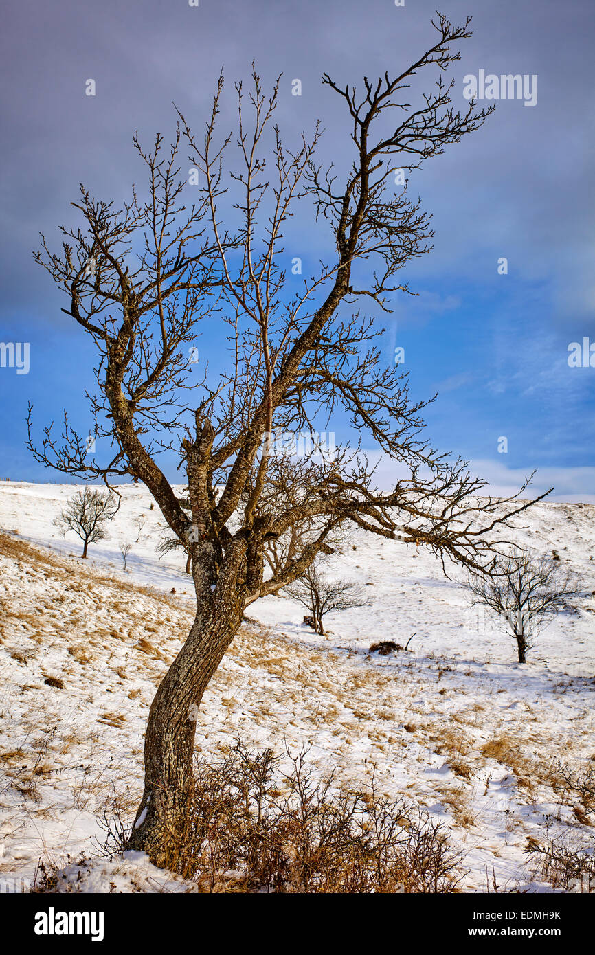Old plum tree in an orchard in the winter Stock Photo - Alamy