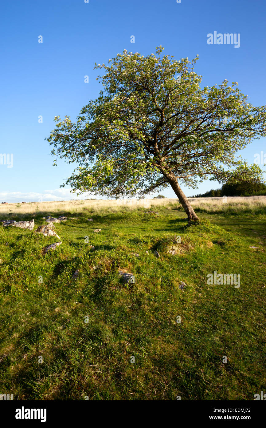 Remains of a hut circle under a Mountain ash tree at Bellever Dartmoor ...