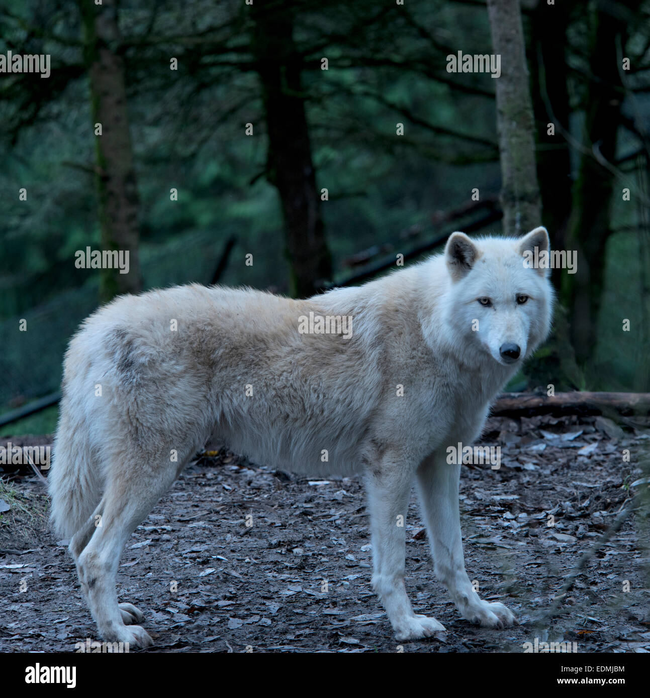 Gray wolf, photographed at the Woodland Park Zoo, Seattle, Washington ...