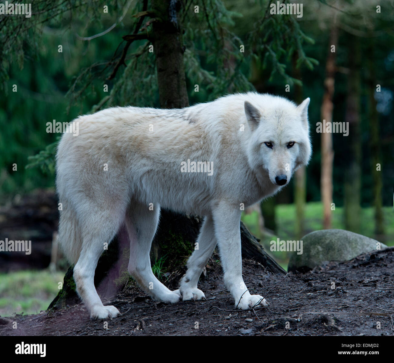 Gray wolf photographed at the Woodland Park Zoo, Seattle, Washington ...