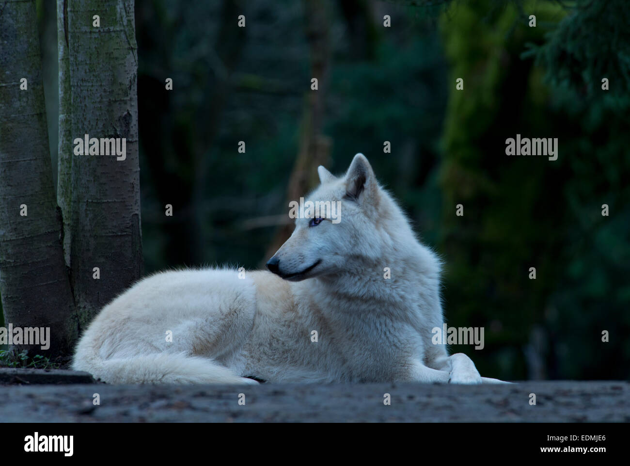 Gray Wolf photographed at the Woodland Park Zoo, Seattle, Washington ...