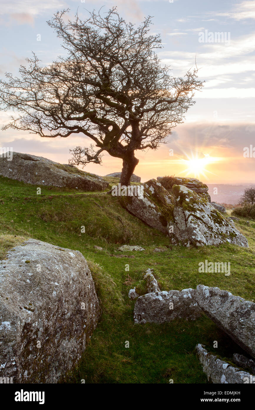 Lone hawthorn tree hi-res stock photography and images - Alamy