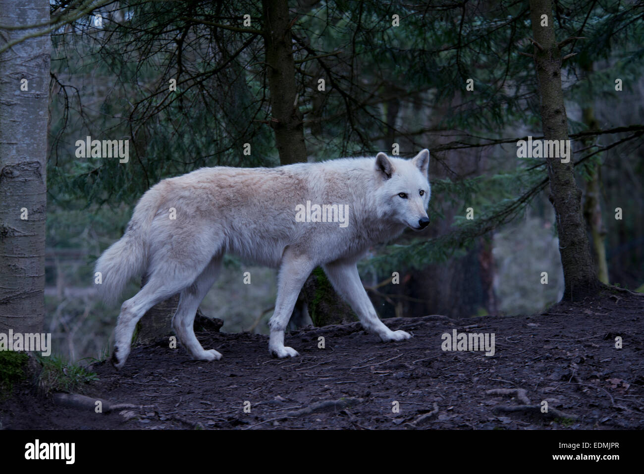 Gray wolf photographed at the Woodland Park Zoo, Seattle, Washington ...