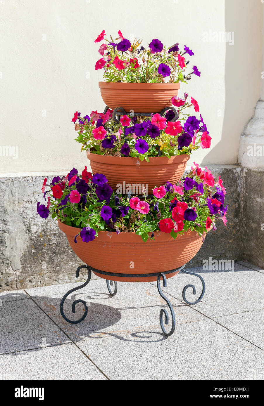Beautiful petunia flowers in big flowerpot in sunny day Stock Photo - Alamy