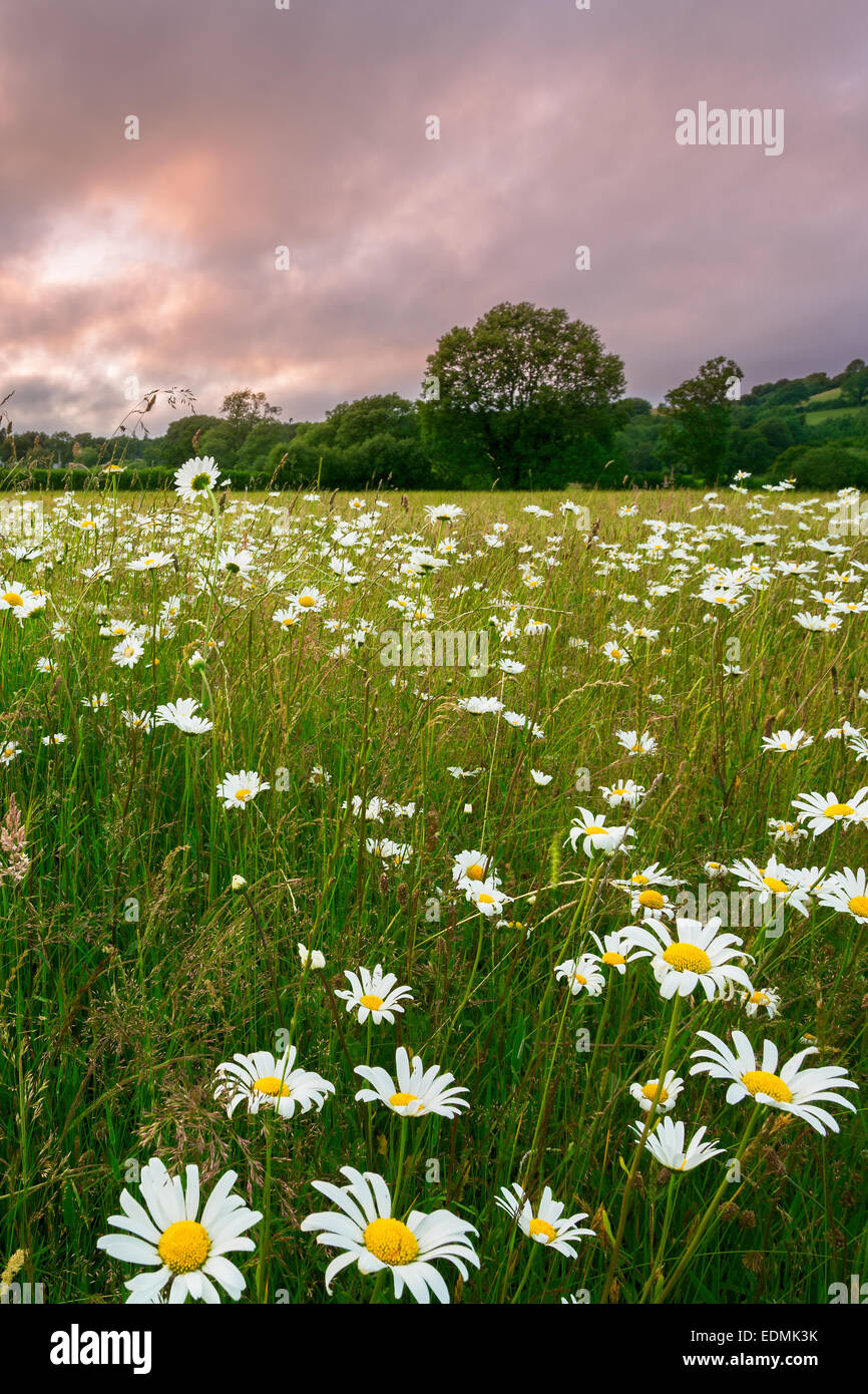 A wildflower summer meadow at sunset Stock Photo - Alamy