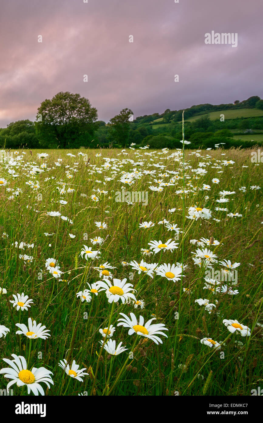 A wildflower summer meadow at sunset Stock Photo - Alamy