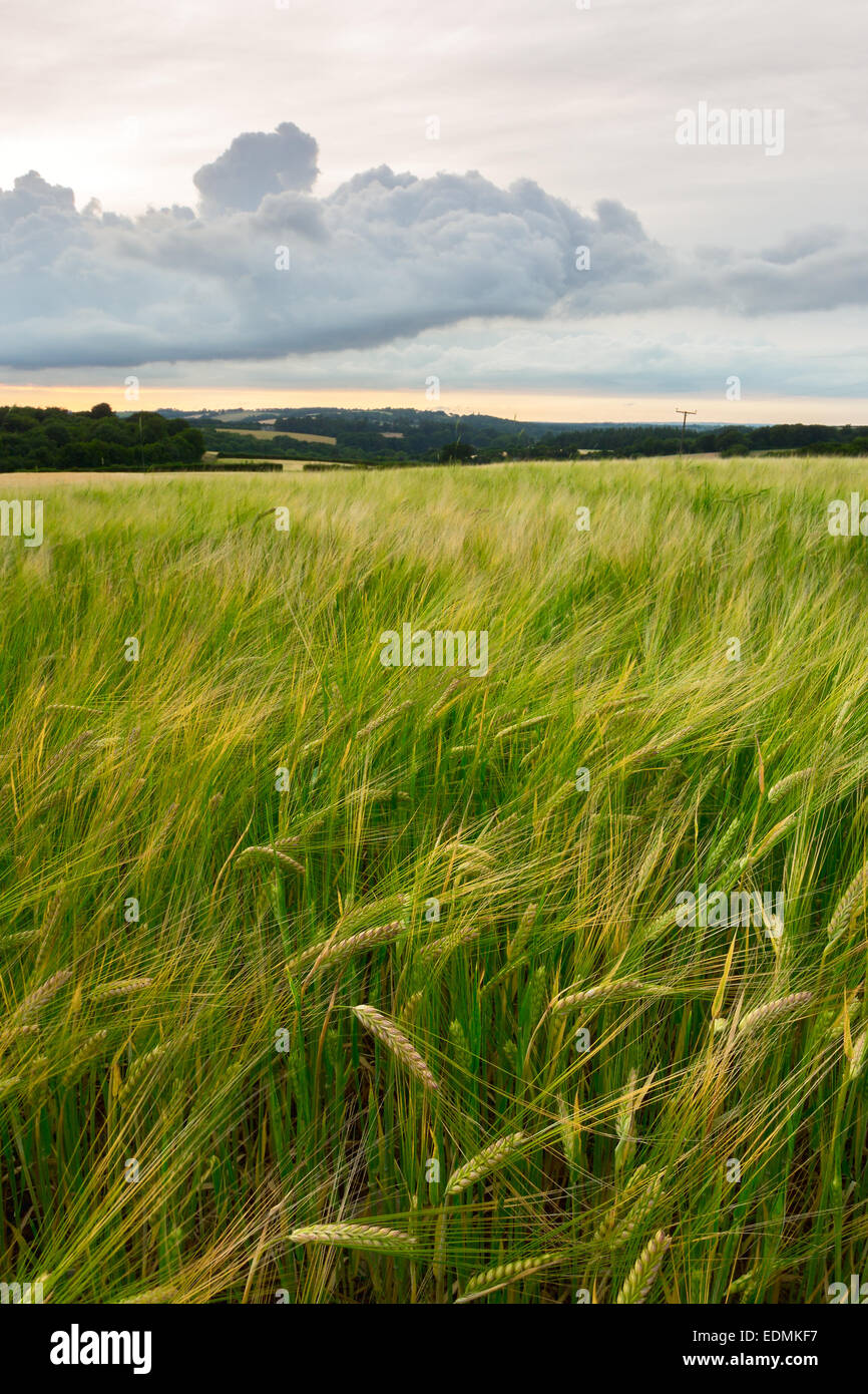 Barley colour hi-res stock photography and images - Alamy